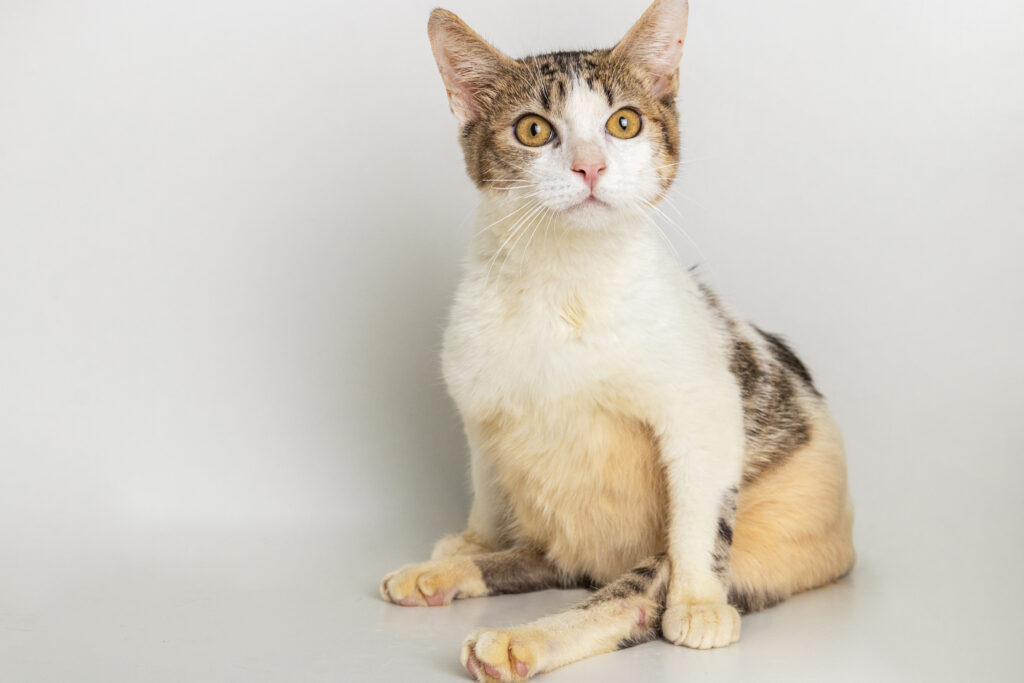 Adopción Gatitos (Machos) | La Casa del Gato Gazzu