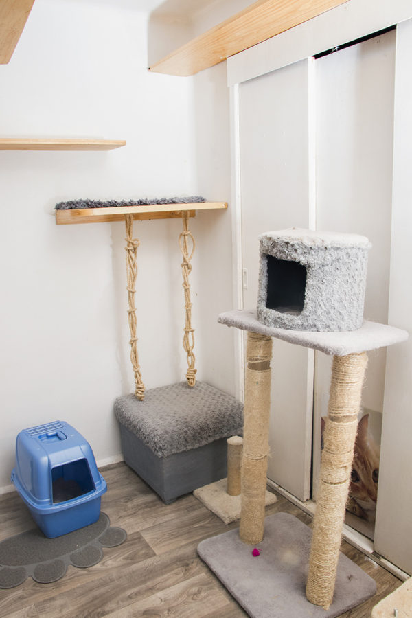 Felinos Resort | La Casa del Gato Gazzu