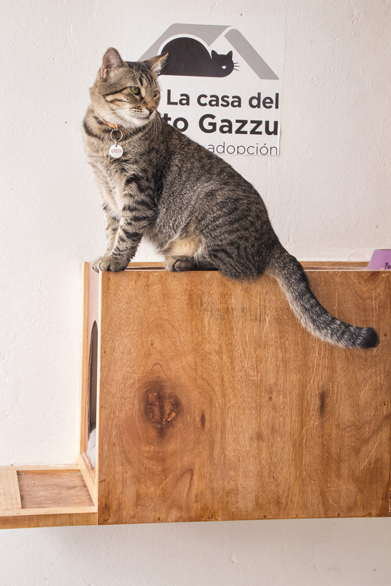 Felinos Resort | La Casa del Gato Gazzu