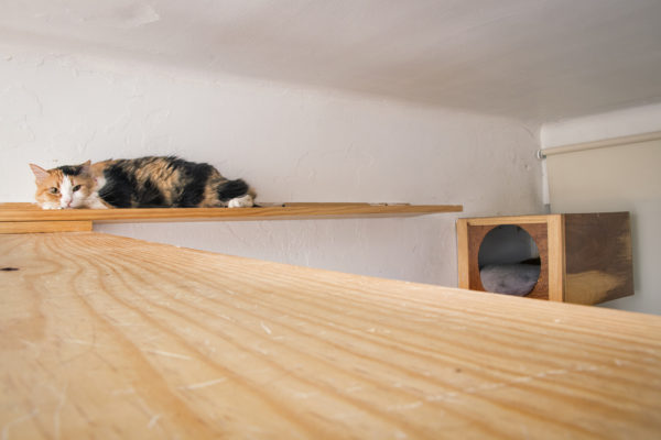 Felinos Resort | La Casa del Gato Gazzu