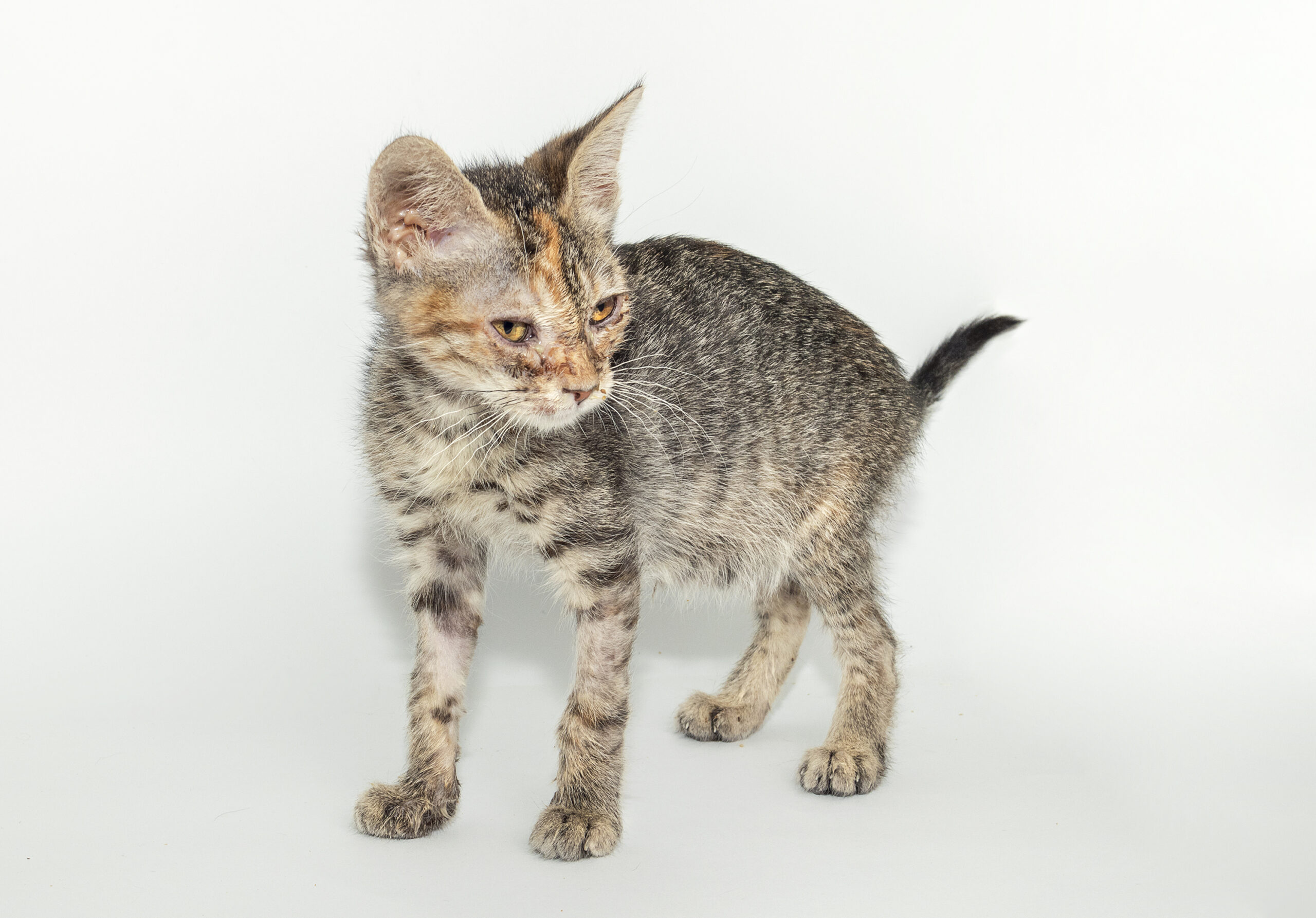Adopción Gatitos (Hembras) | La Casa del Gato Gazzu