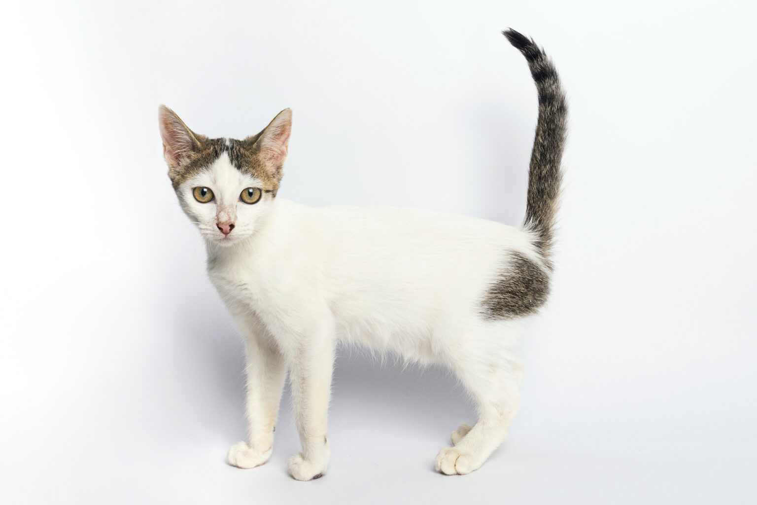 Adopción Gatitos (Hembras) | La Casa del Gato Gazzu