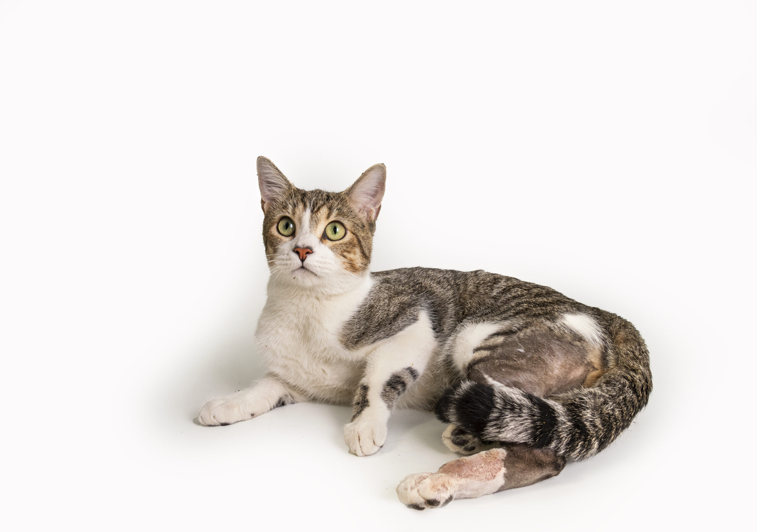 Adopción Gatitos (Machos) | La Casa del Gato Gazzu
