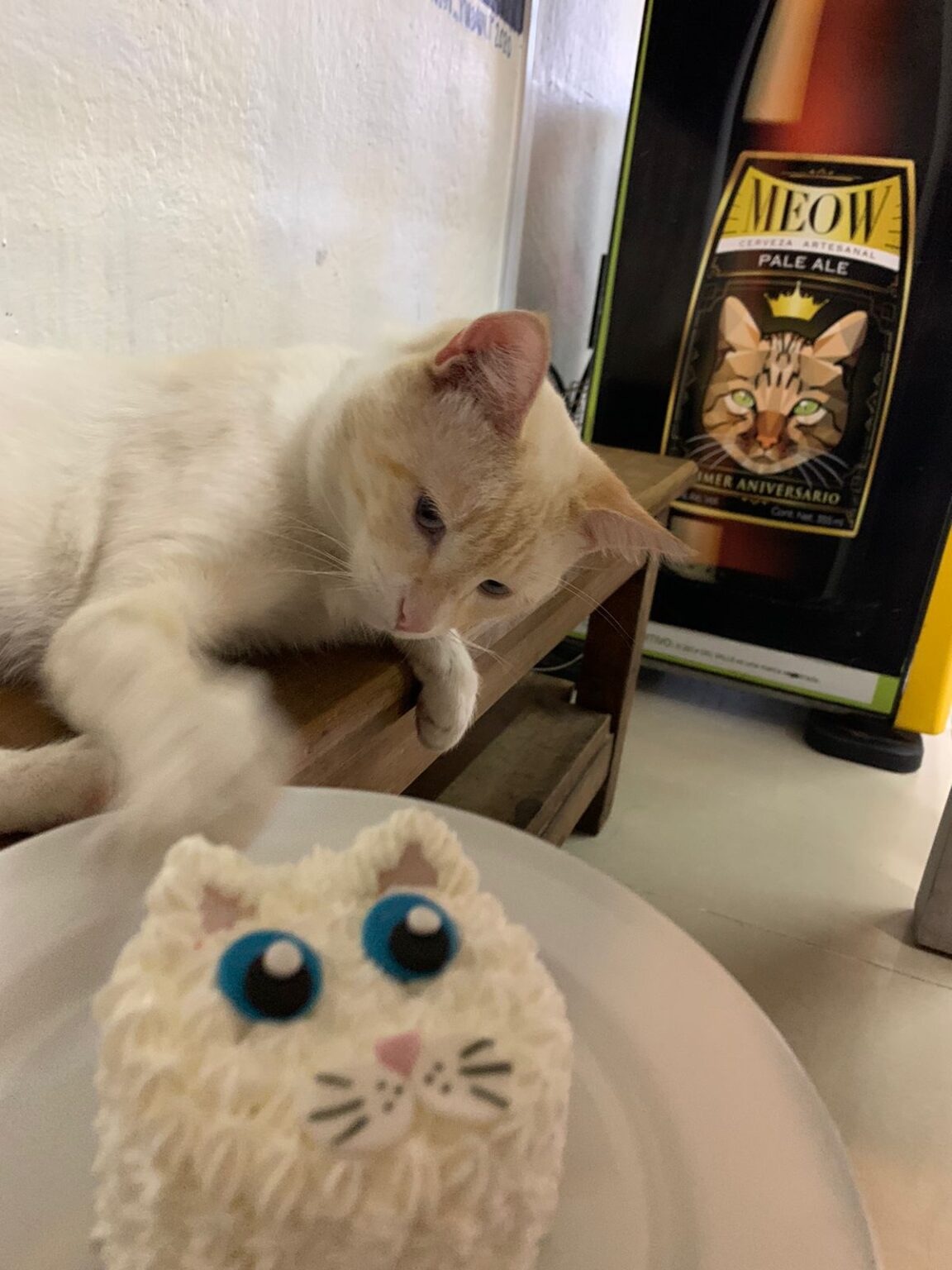 Catfecito | La Casa del Gato Gazzu