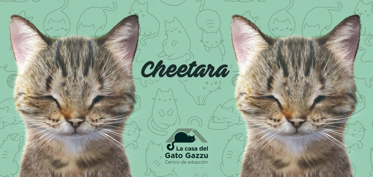 Tienda | La Casa del Gato Gazzu