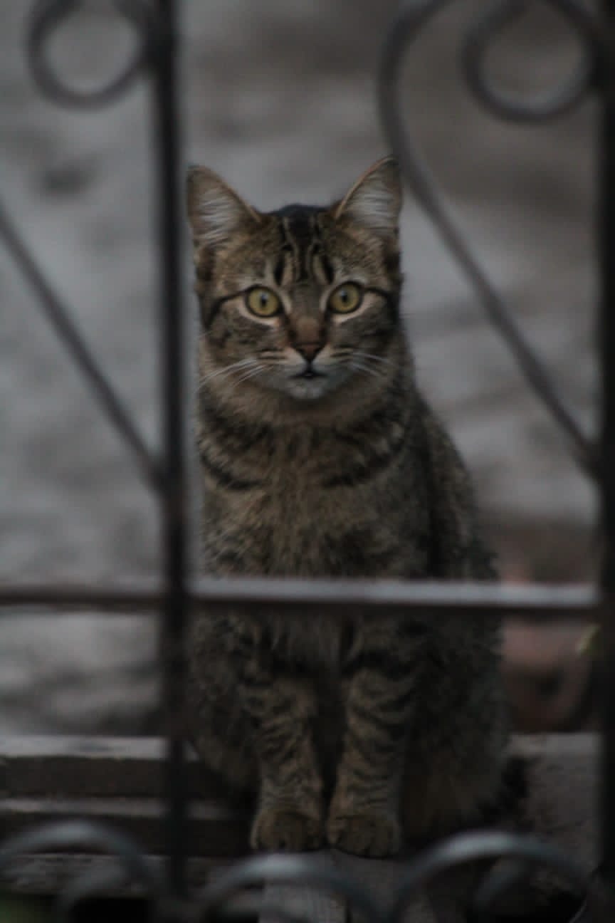 Joan | La Casa del Gato Gazzu