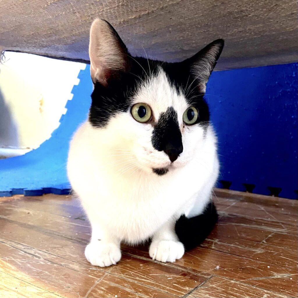 Adopción Gatitos (Machos) | La Casa del Gato Gazzu