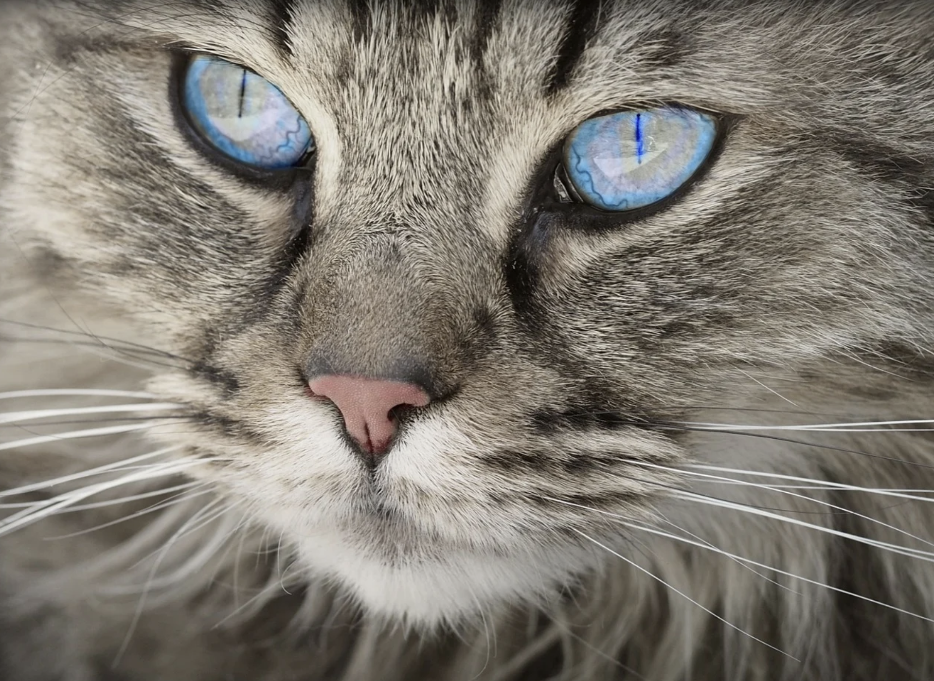 Quiénes Somos | La Casa del Gato Gazzu