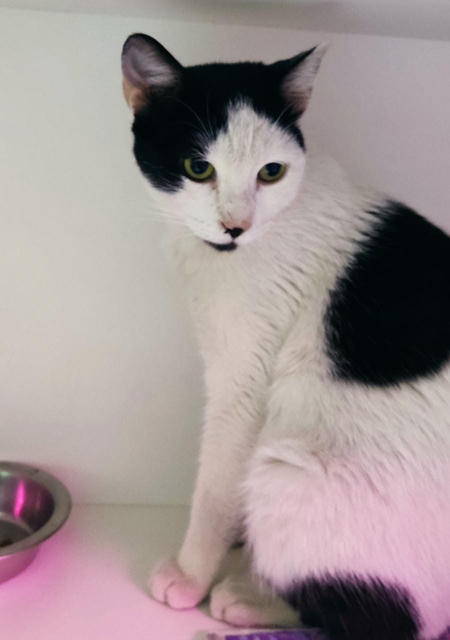 Donaciones | La Casa del Gato Gazzu