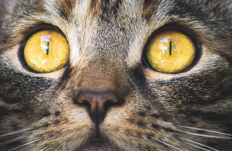 Quiénes Somos | La Casa del Gato Gazzu