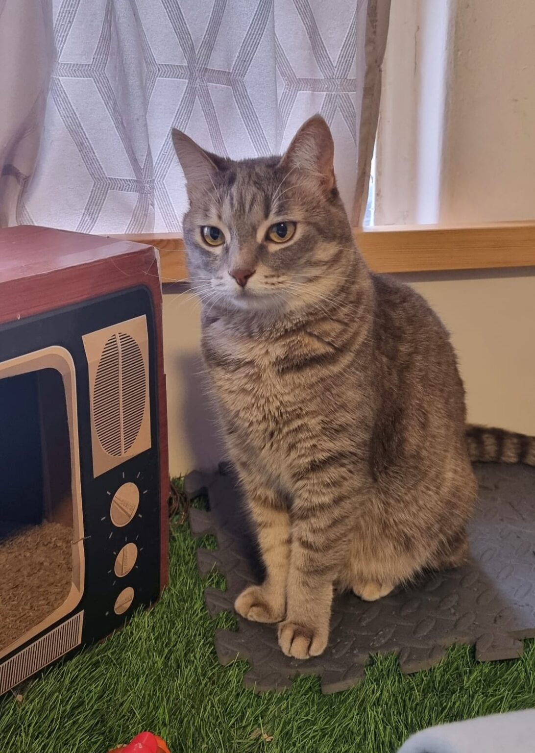 Felinos Resort | La Casa del Gato Gazzu