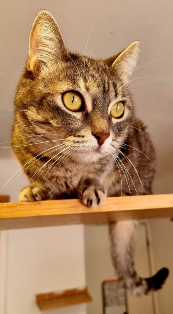 Felinos Resort | La Casa del Gato Gazzu