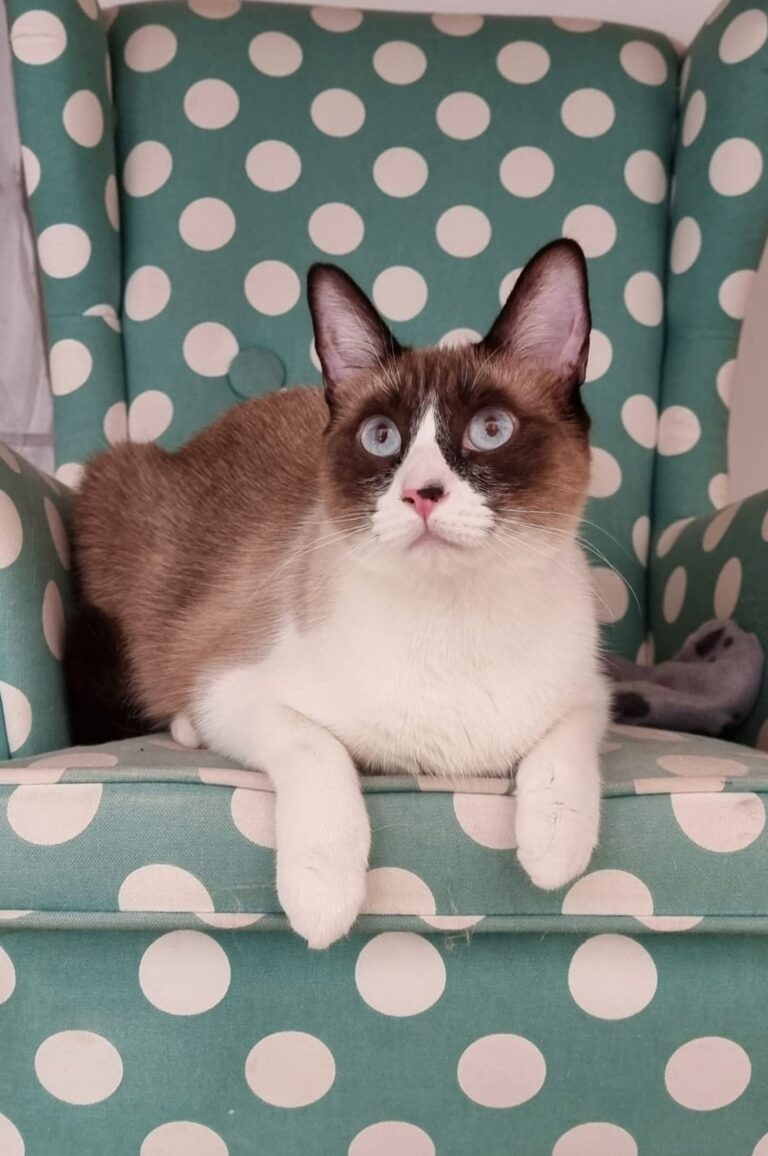 Felinos Resort | La Casa del Gato Gazzu