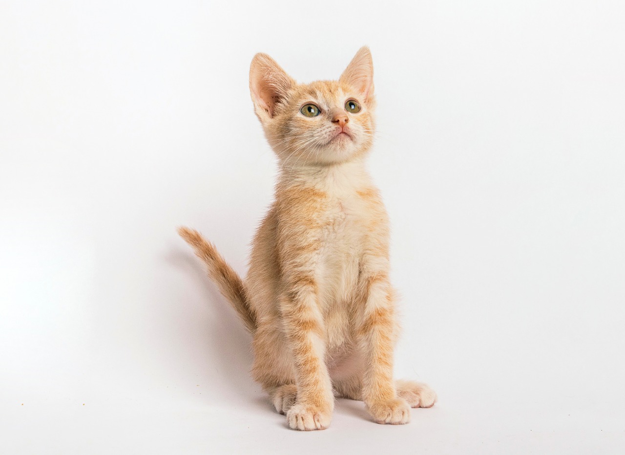 Home | La Casa del Gato Gazzu