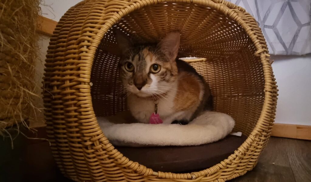 Felinos Resort | La Casa del Gato Gazzu