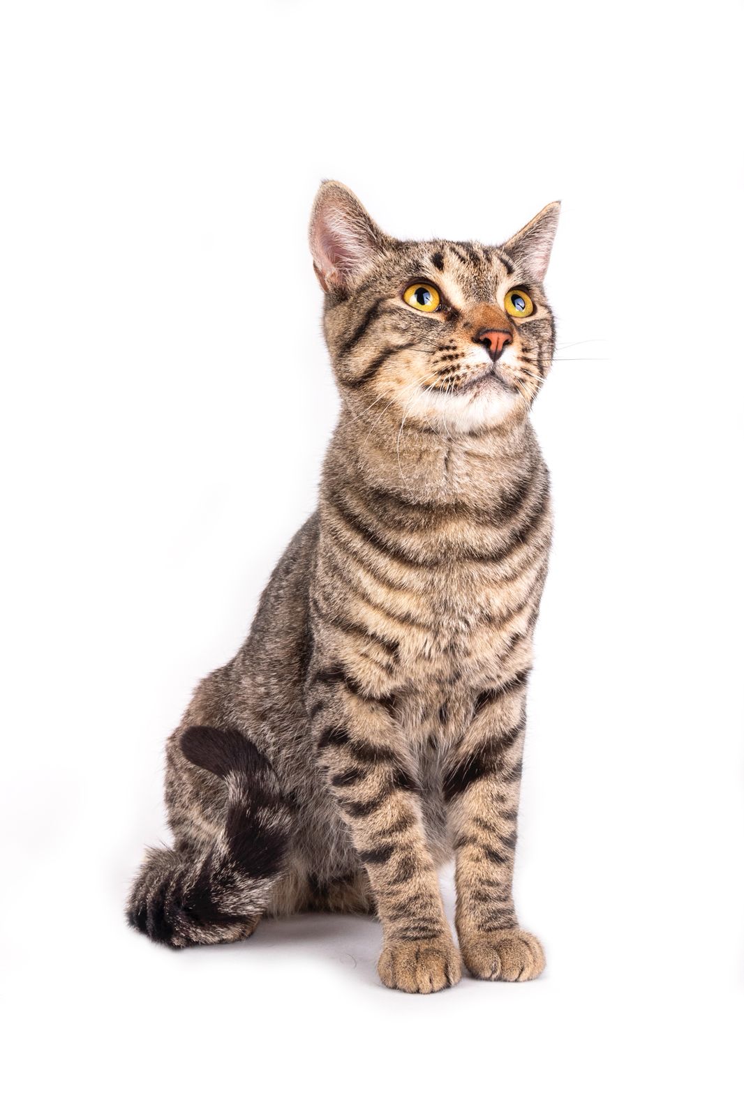 Adopción Gatitos (Machos) | La Casa del Gato Gazzu