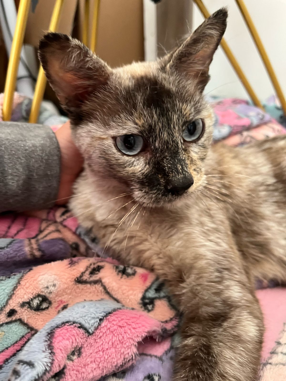 Adopción Gatitos (Hembras) | La Casa del Gato Gazzu
