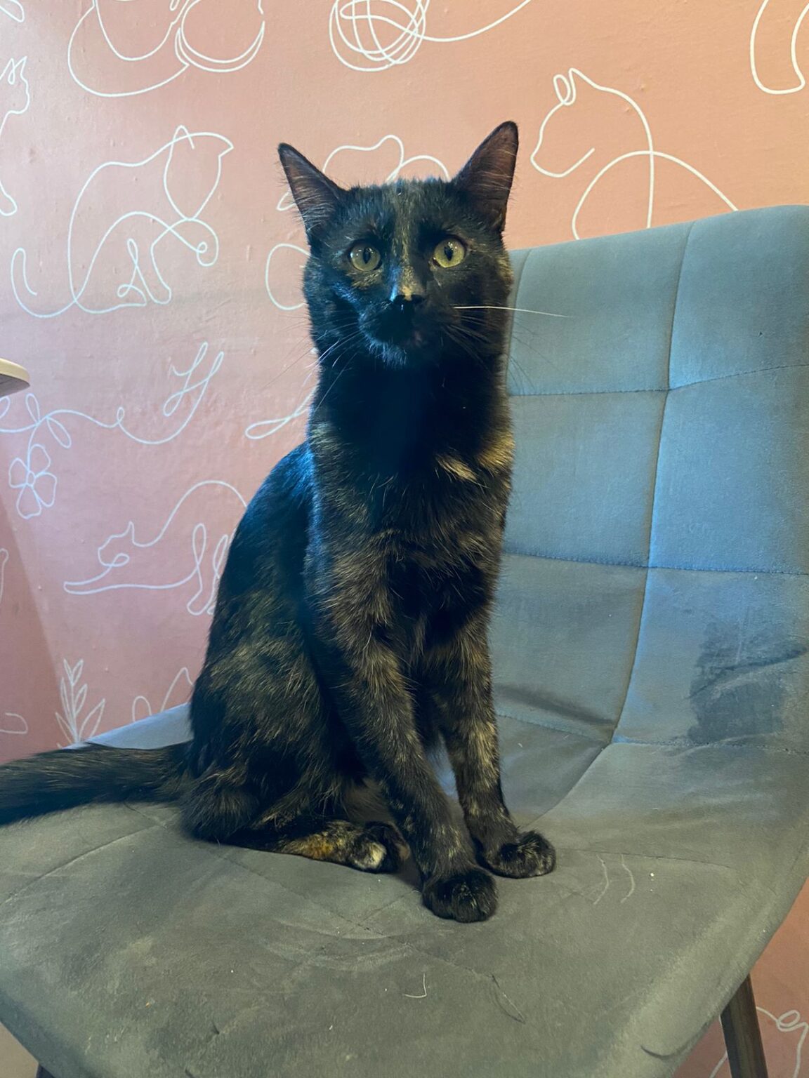 Adopción Gatitos (Hembras) | La Casa del Gato Gazzu