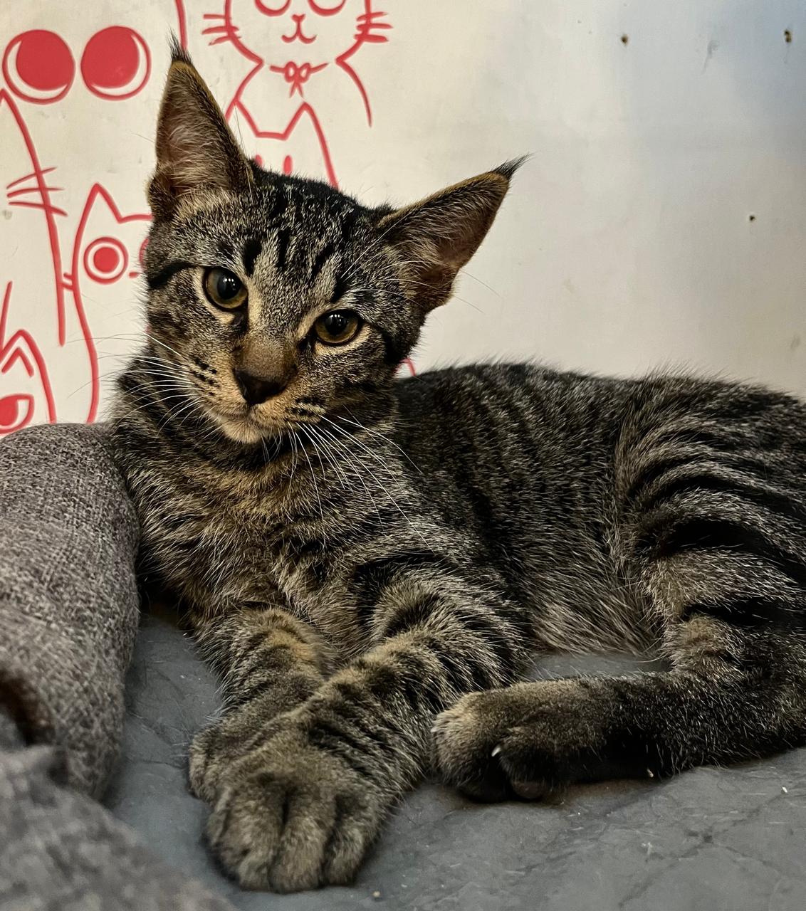 Adopción Gatitos (Machos) | La Casa del Gato Gazzu