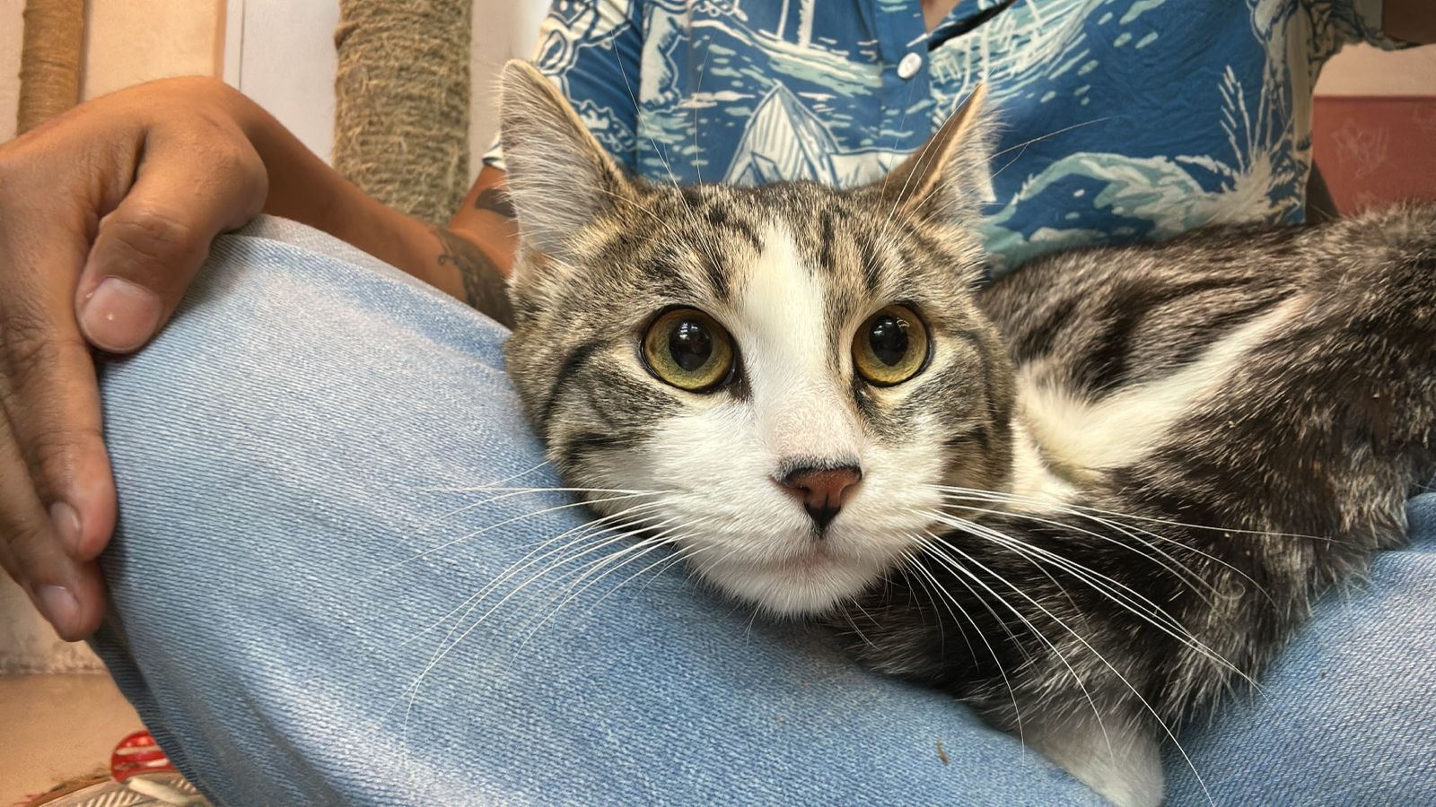 Adopción Gatitos (Machos) | La Casa del Gato Gazzu