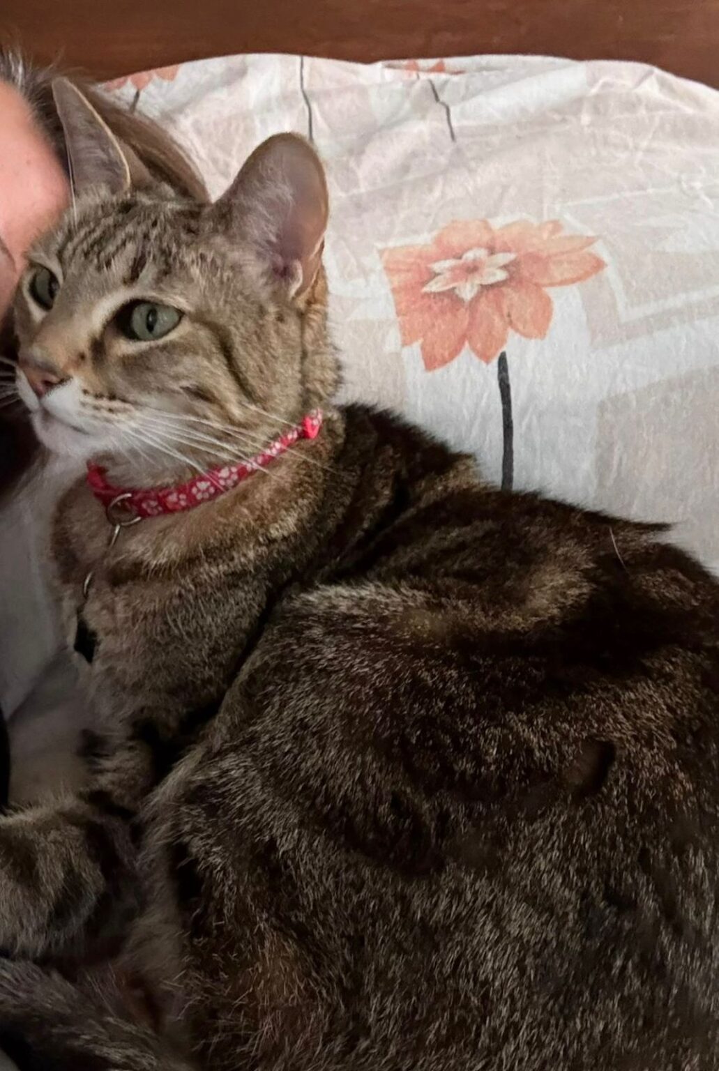 La Casa del Gato Gazzu refugio para gatos con más de 15 años