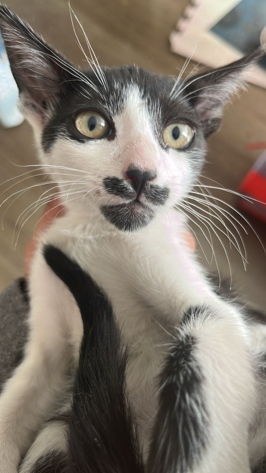 Adopción Gatitos (Machos) | La Casa del Gato Gazzu